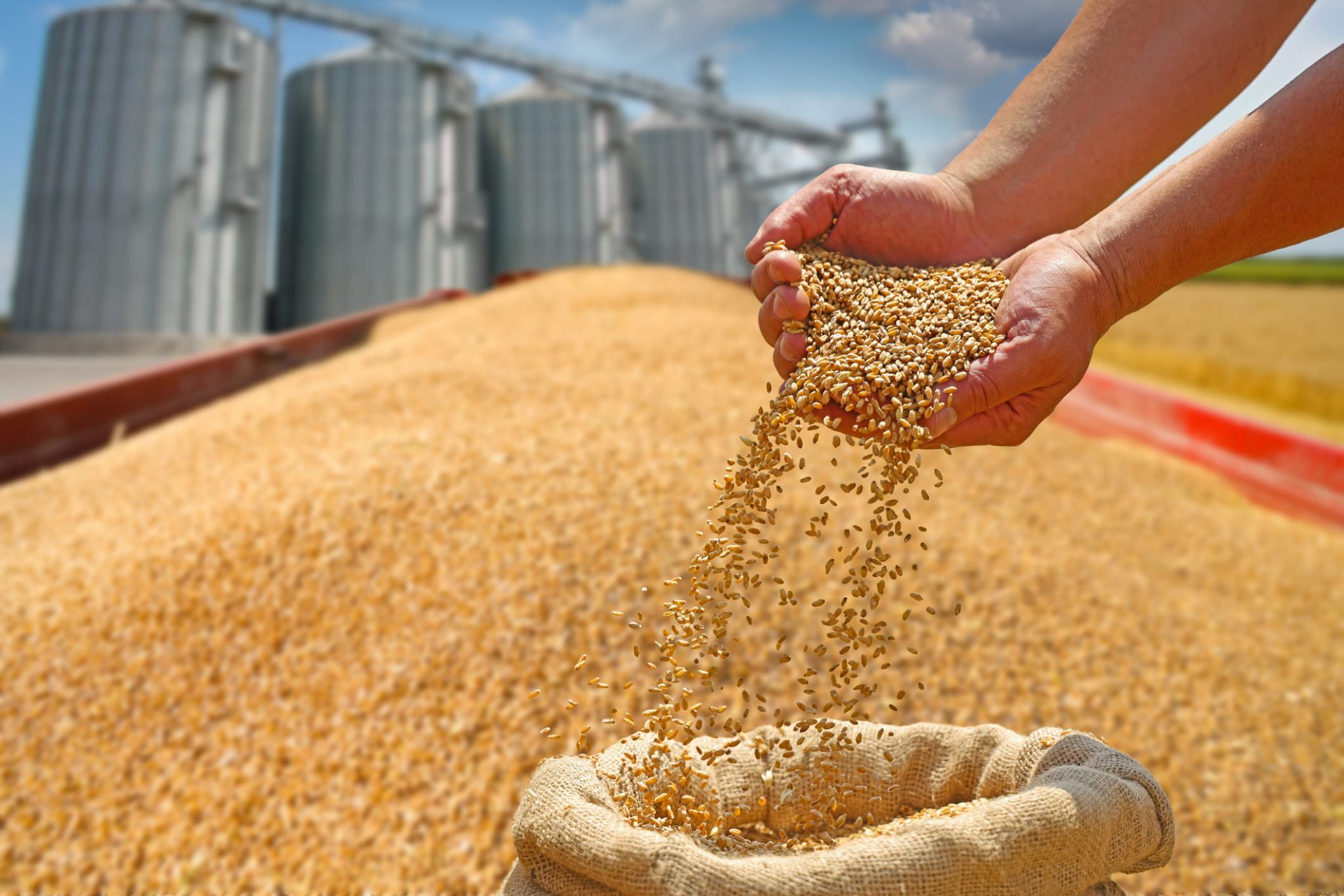 Grain Trading Company in North America | GSL Grain